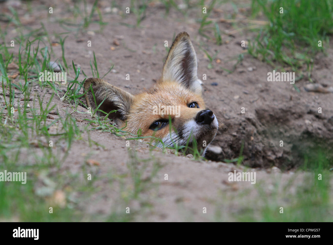 Sly fox hi-res stock photography and images - Alamy