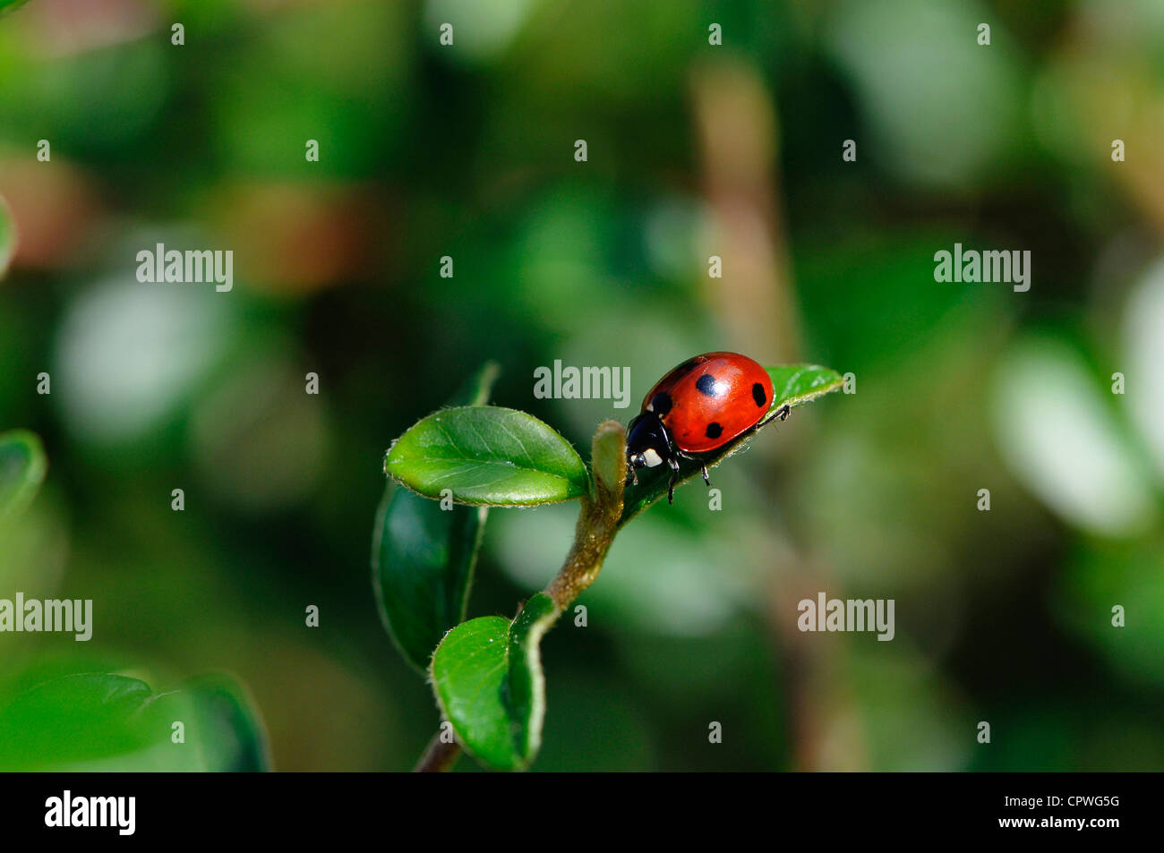 Red Ladybird on a Leaf Stock Photo - Alamy