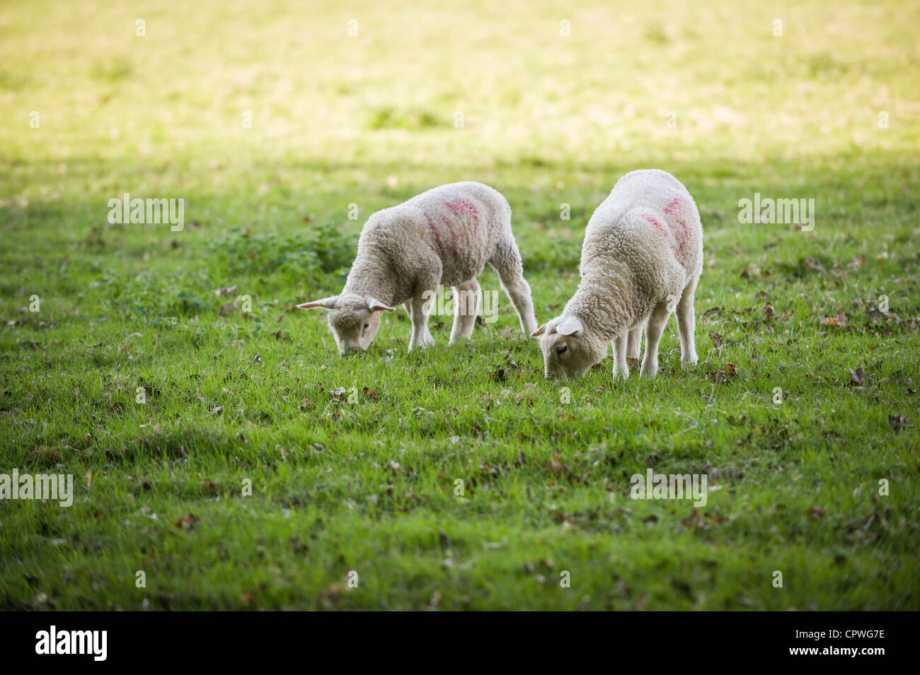 Two young Lambs grazing Stock Photo - Alamy