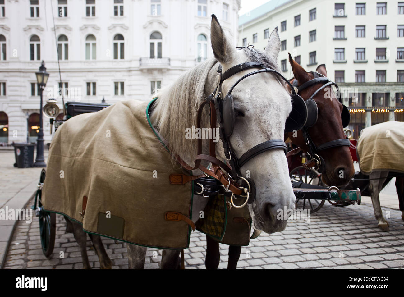 Complex horse harness hi-res stock photography and images - Alamy