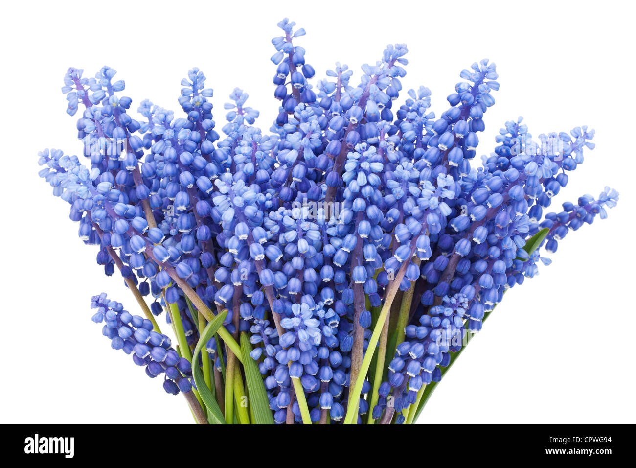 Many muscari blue flowers hi-res stock photography and images - Alamy