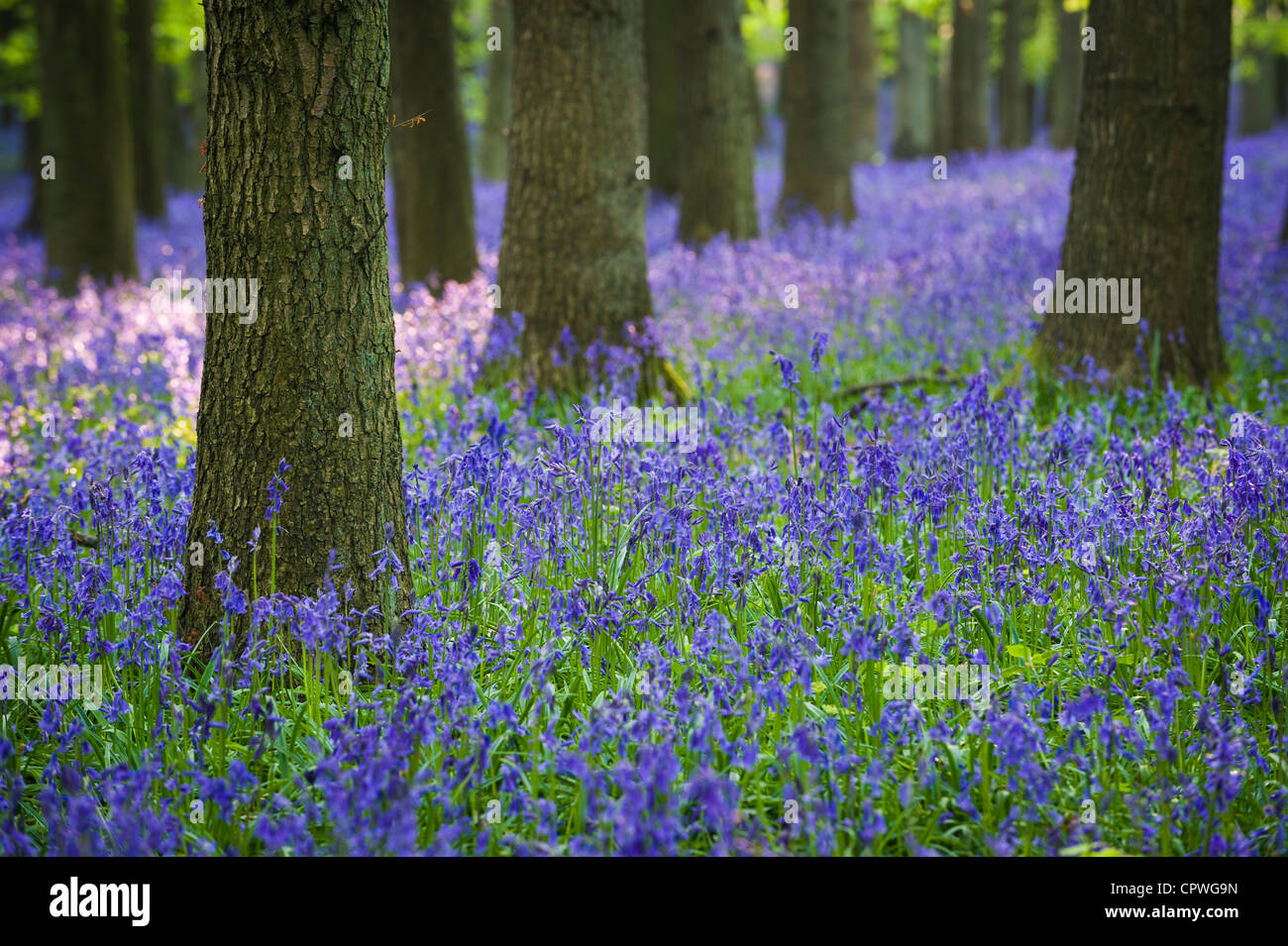 Annual bluebell hi-res stock photography and images - Alamy