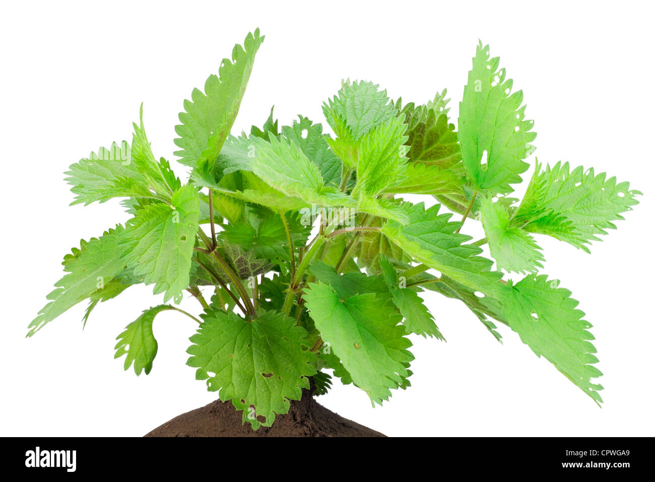 Nettle sprouts hi-res stock photography and images - Alamy