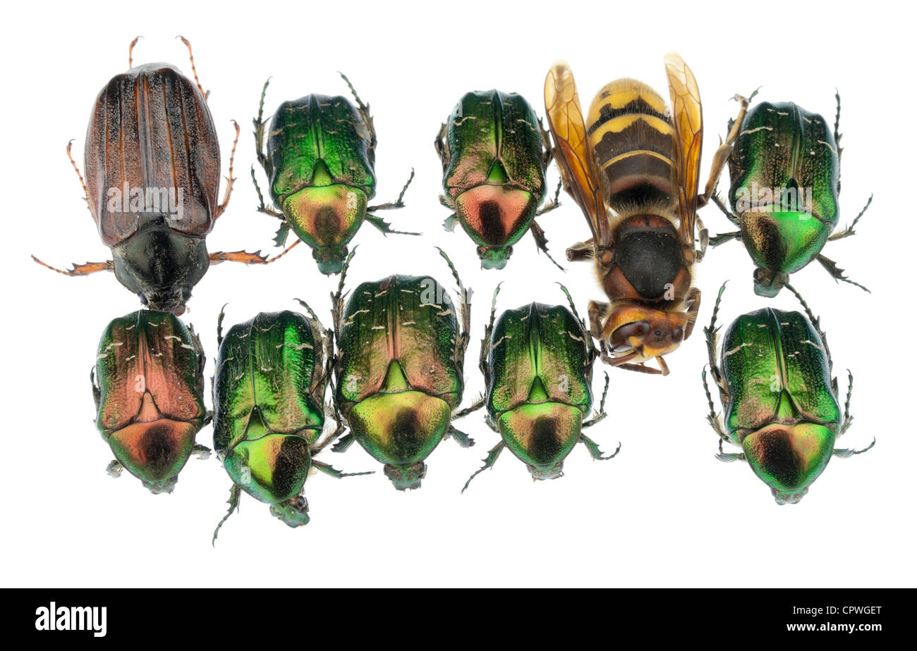 Children's June collection of bugs and insects. The hunting trophies ...