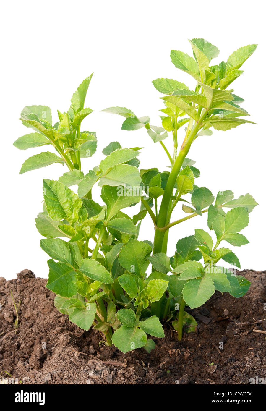 Young sapling, sprout a garden dahlia flower bush isolated on white ...