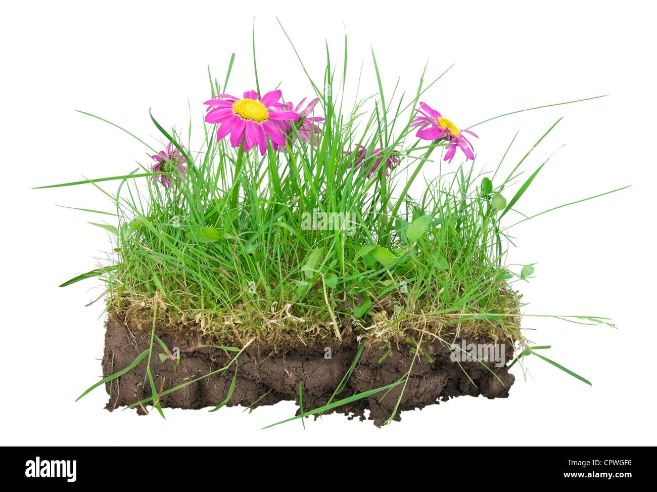 Plant with a clod of earth hi-res stock photography and images - Alamy