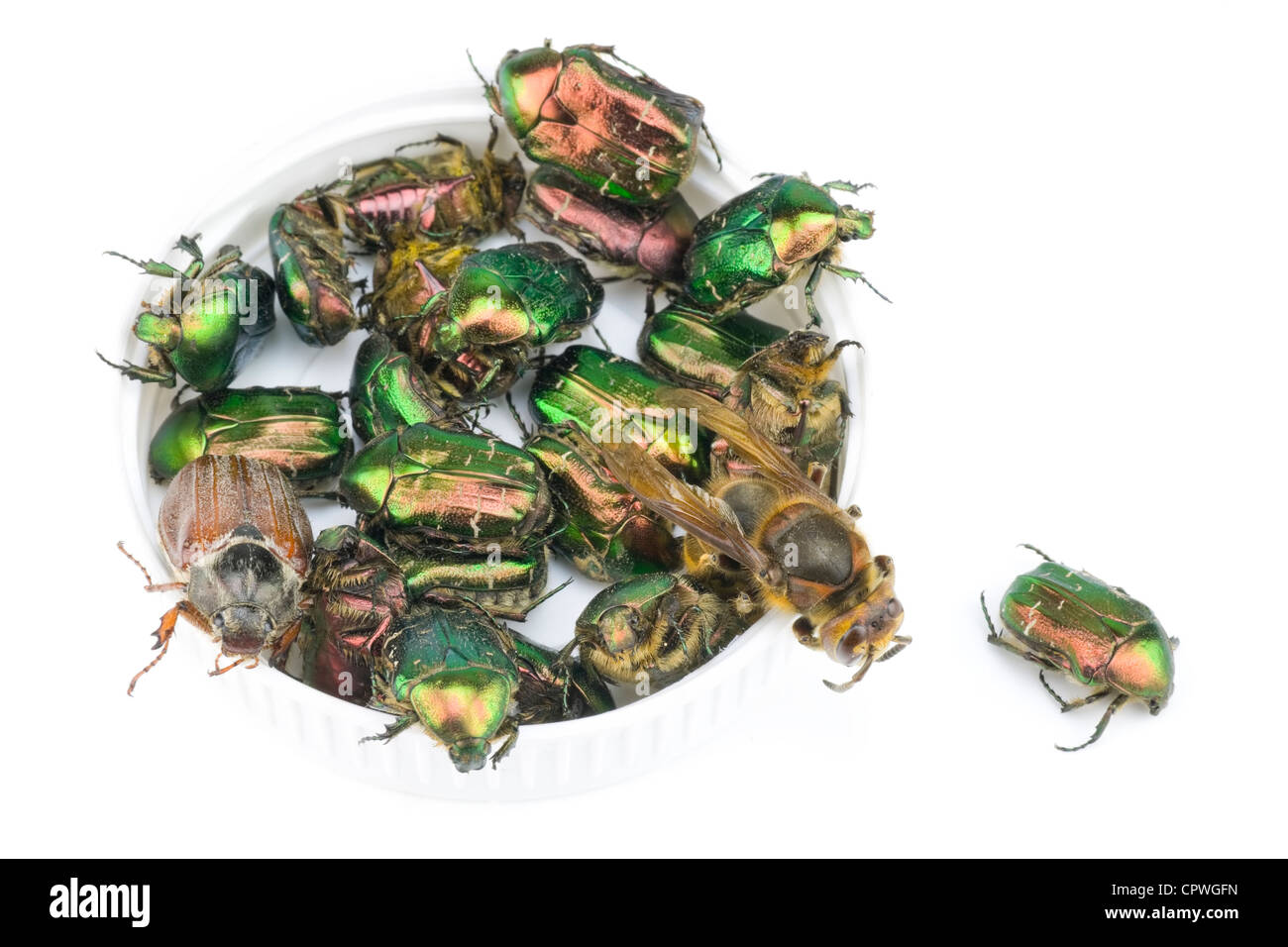 Escape from an insect bugs paradise concept Stock Photo - Alamy