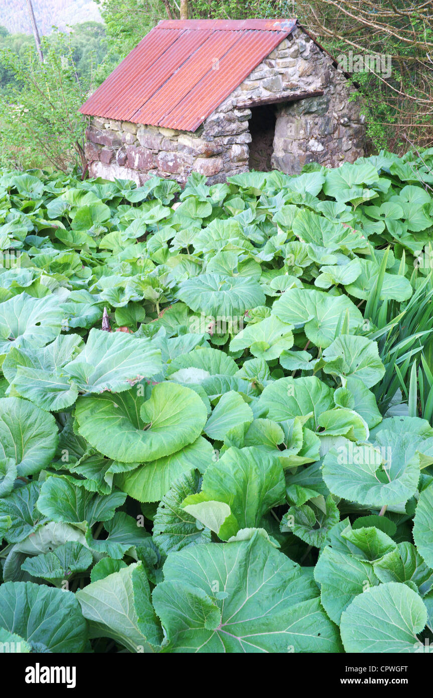 Astilboides tabularis hi-res stock photography and images - Alamy