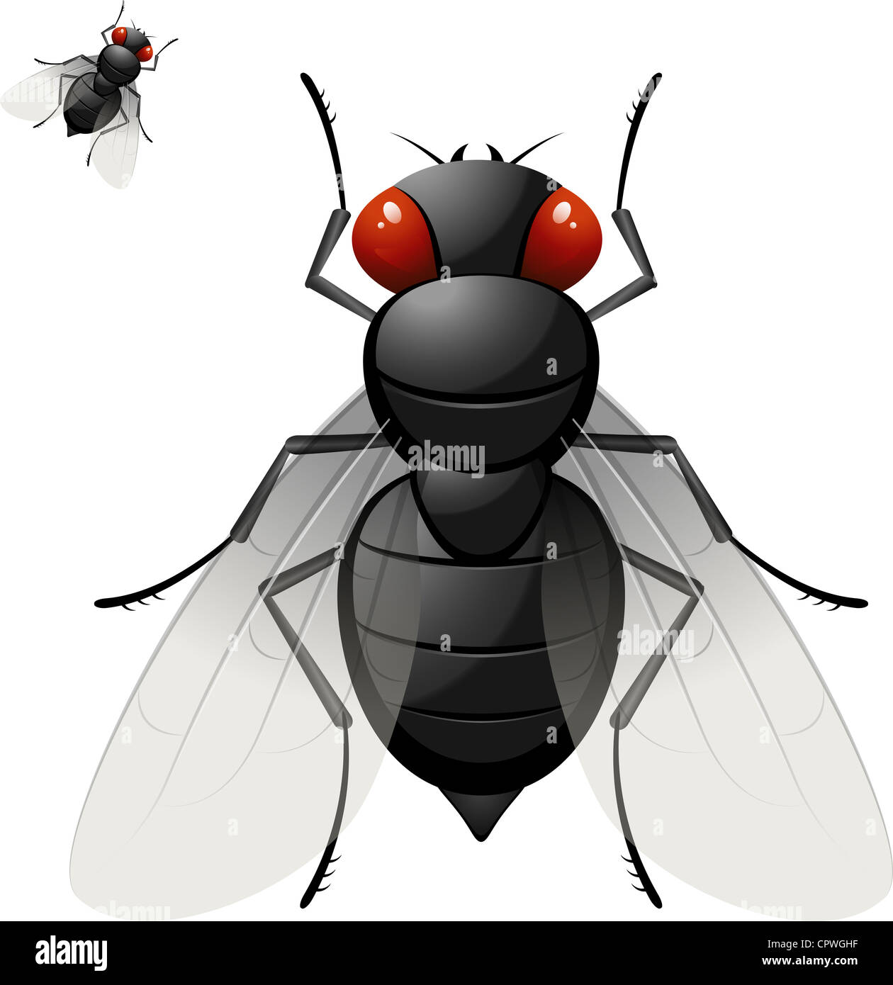 Housefly flying Cut Out Stock Images & Pictures - Alamy