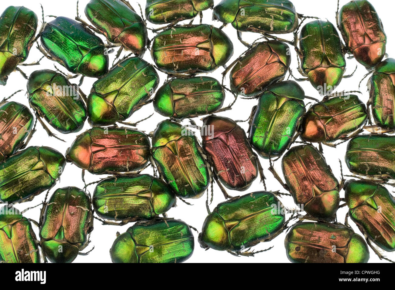 Green golden june european bugs background Stock Photo - Alamy