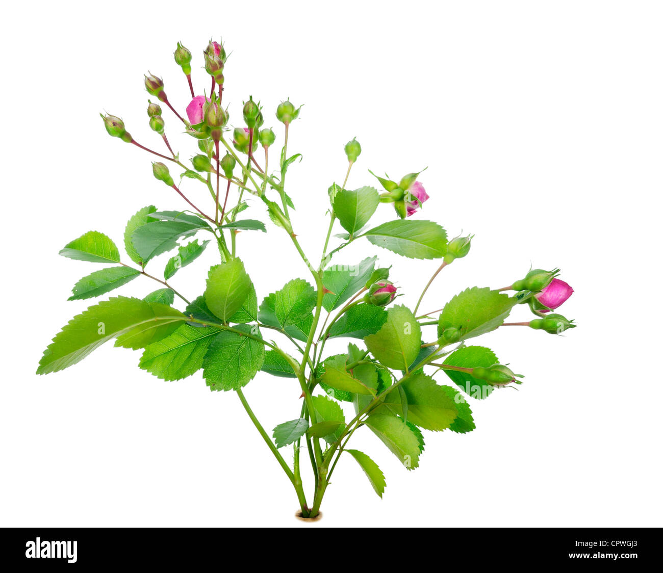 Buds pink roses leaves Cut Out Stock Images & Pictures - Alamy
