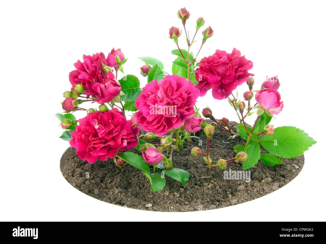 Small pink roses with buds on a bed - mini rosary concept. Isolated ...