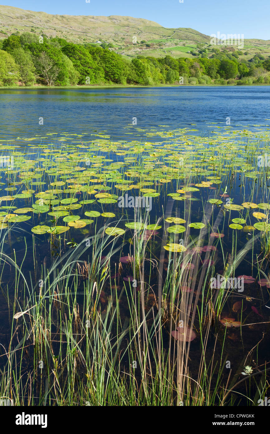 Snowdonia lily hi-res stock photography and images - Alamy