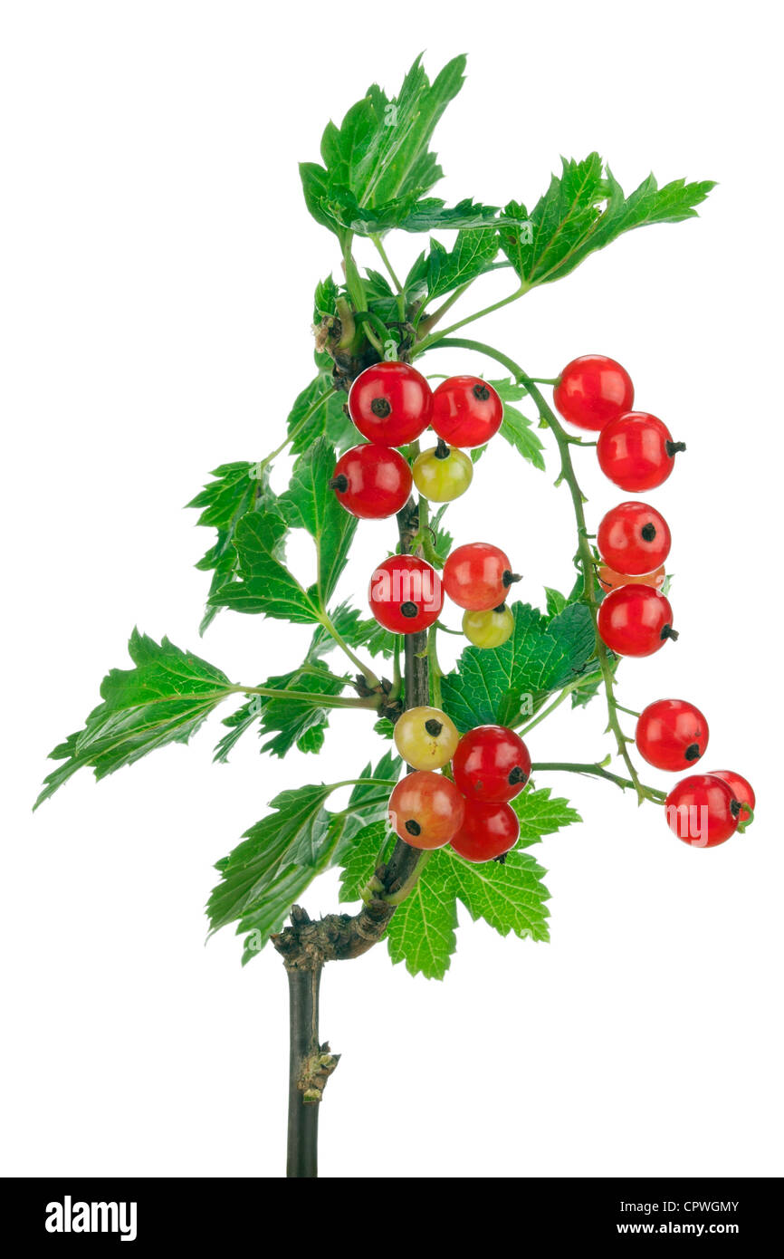 red currant berries on branch with leaves isolated Stock Photo - Alamy