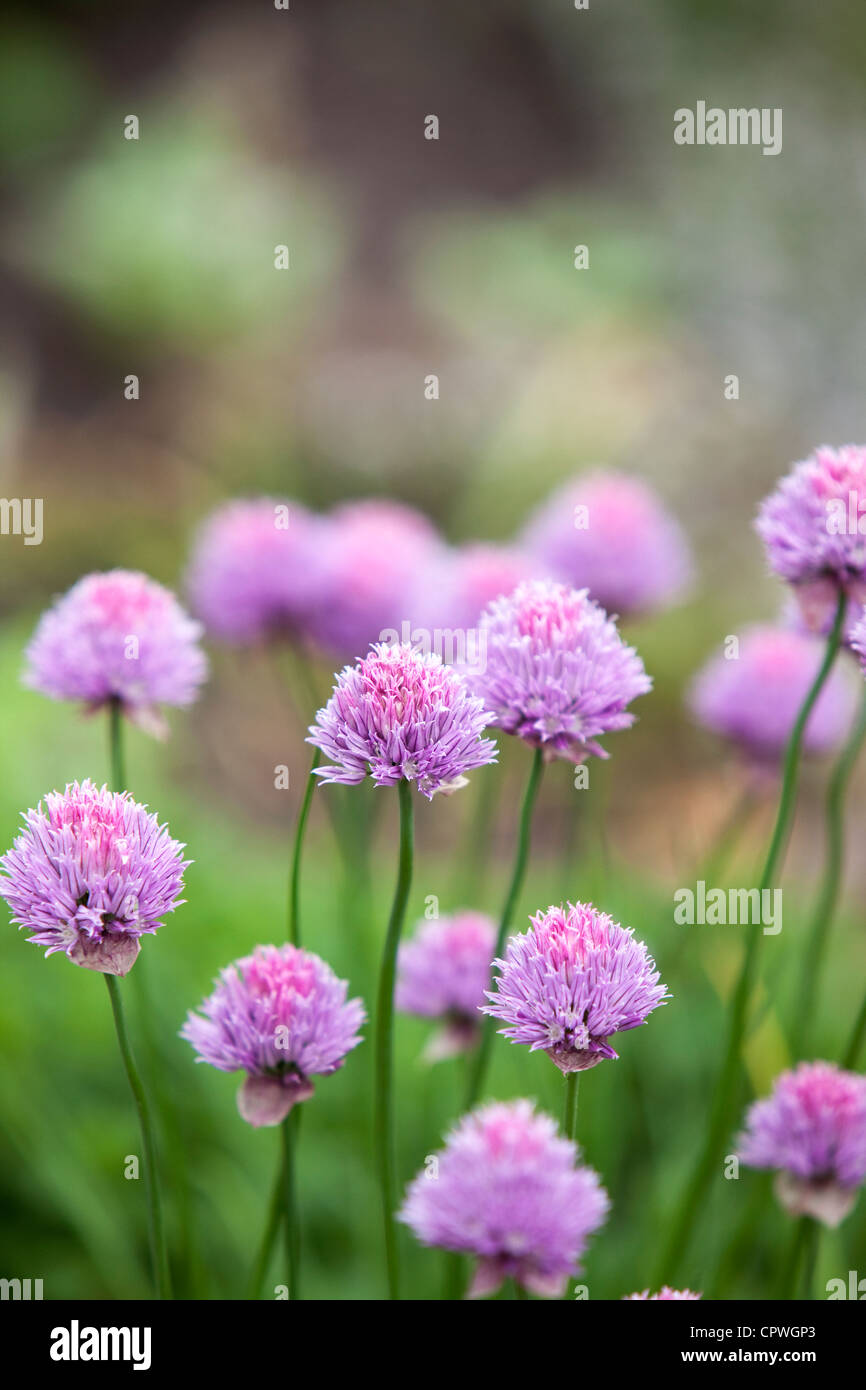 British chives hi-res stock photography and images - Alamy