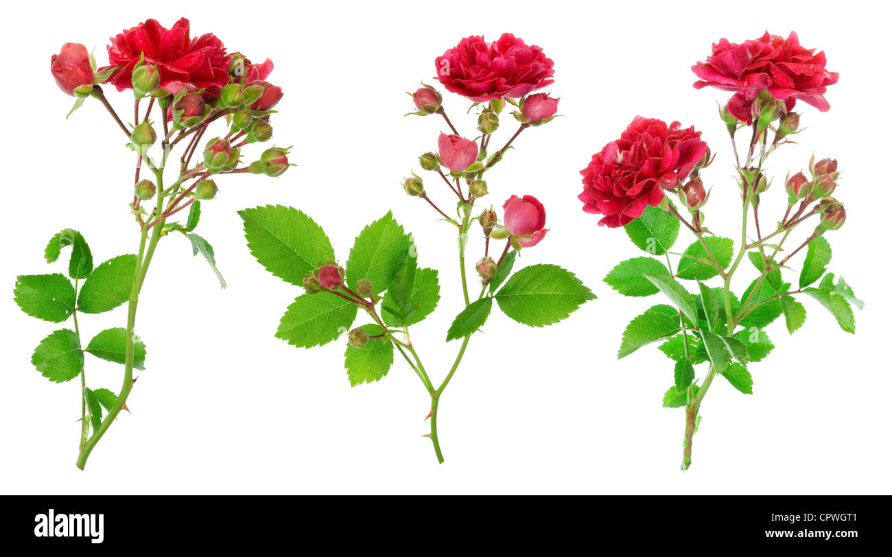 Buds pink roses leaves Cut Out Stock Images & Pictures - Alamy