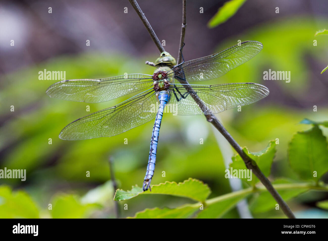 Anax emperor dragonfly hi-res stock photography and images - Alamy