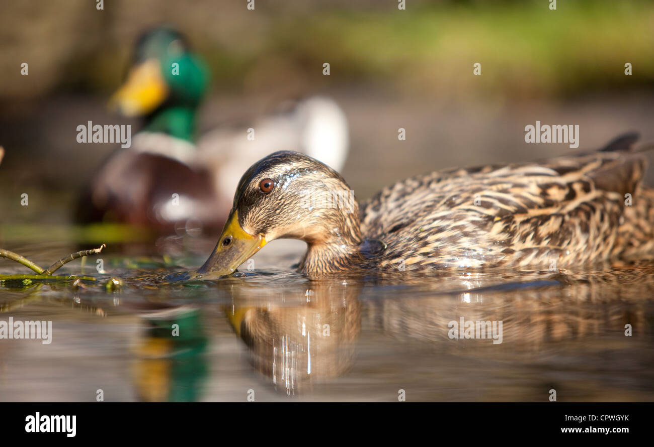 Female mallard garden hi-res stock photography and images - Alamy