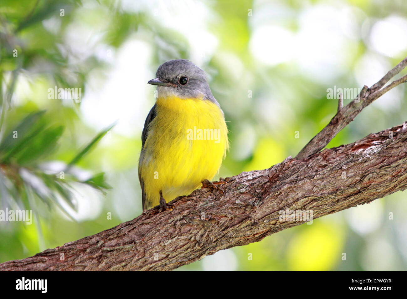 Eastern yellow robin eopsaltria australis hi-res stock photography and ...
