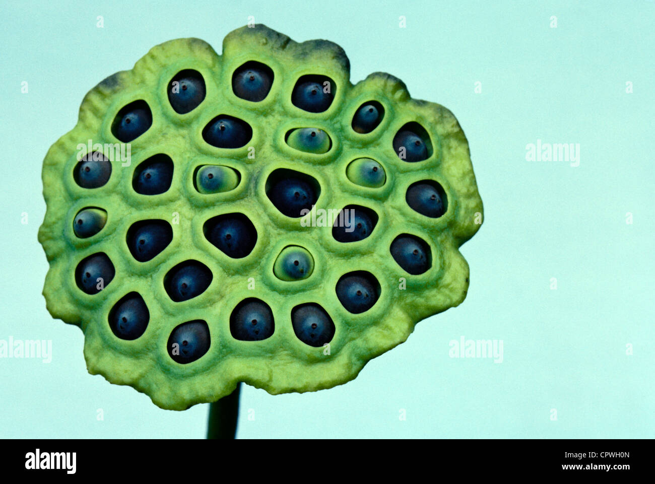 American Lotus or Chinquapin seed head (Nelumbo lutea Stock Photo - Alamy