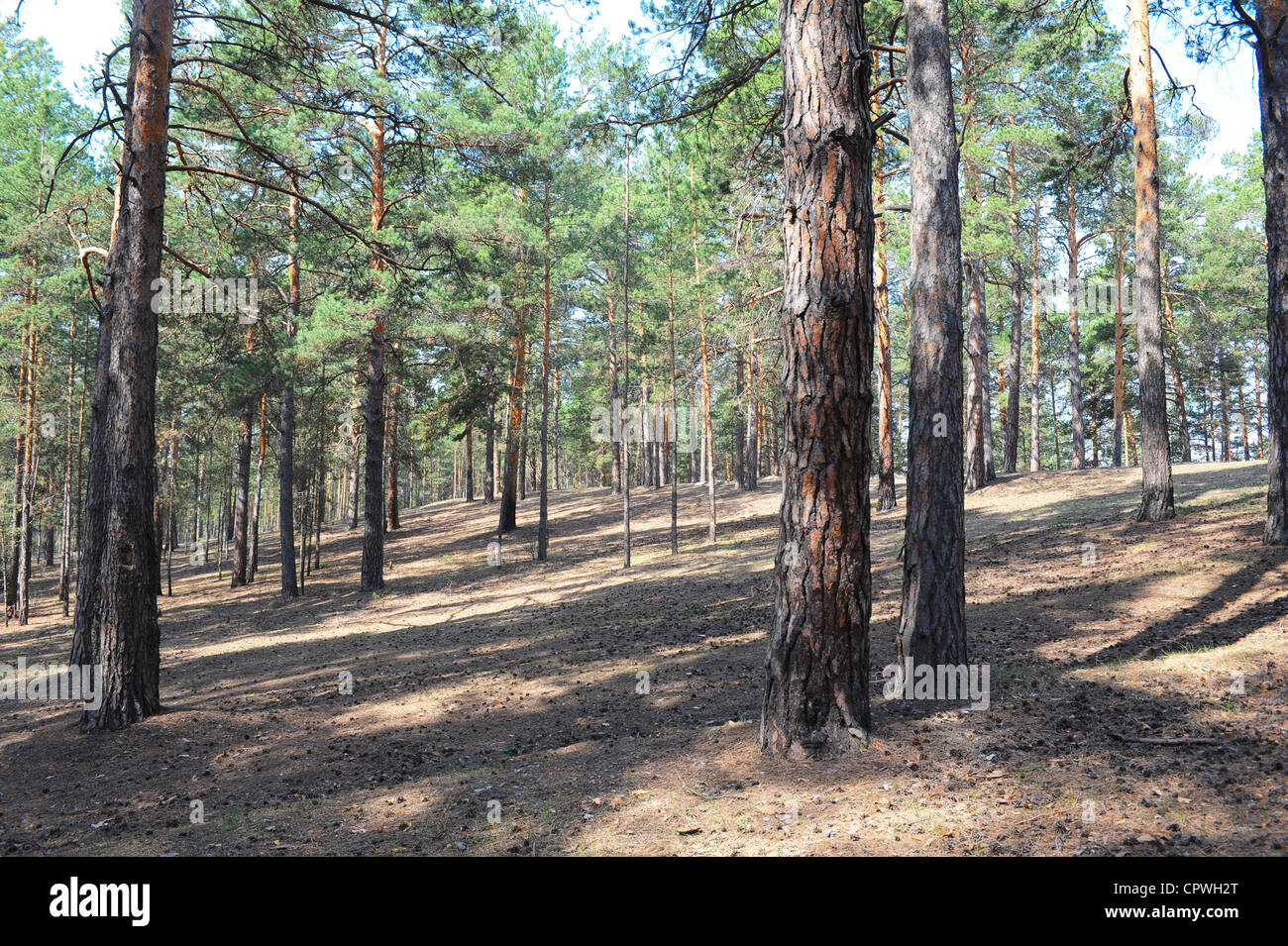 Photo of the Summer pine forest Stock Photo - Alamy