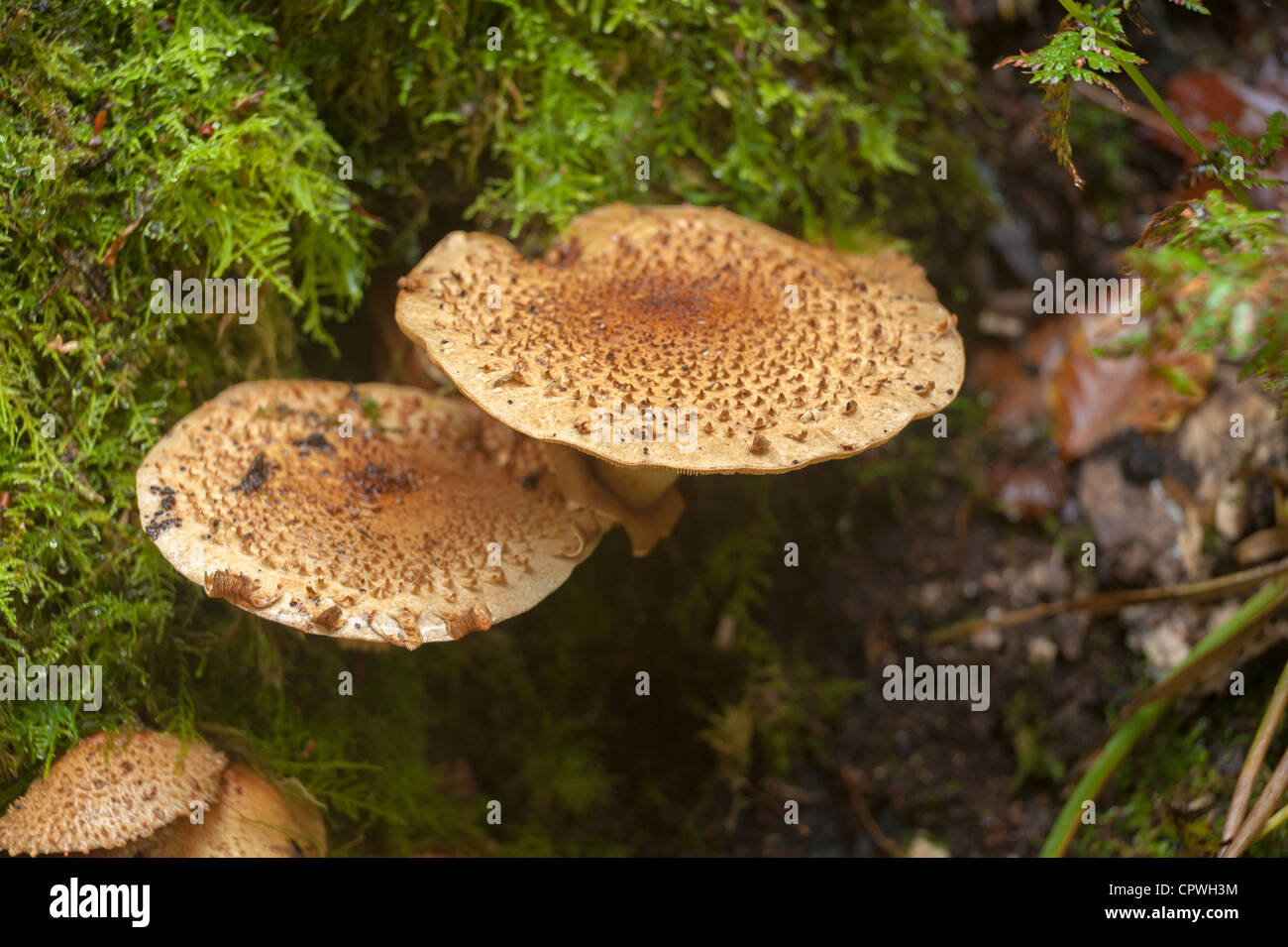 Pholiota squarrosa,shaggy pholiota Stock Photo - Alamy