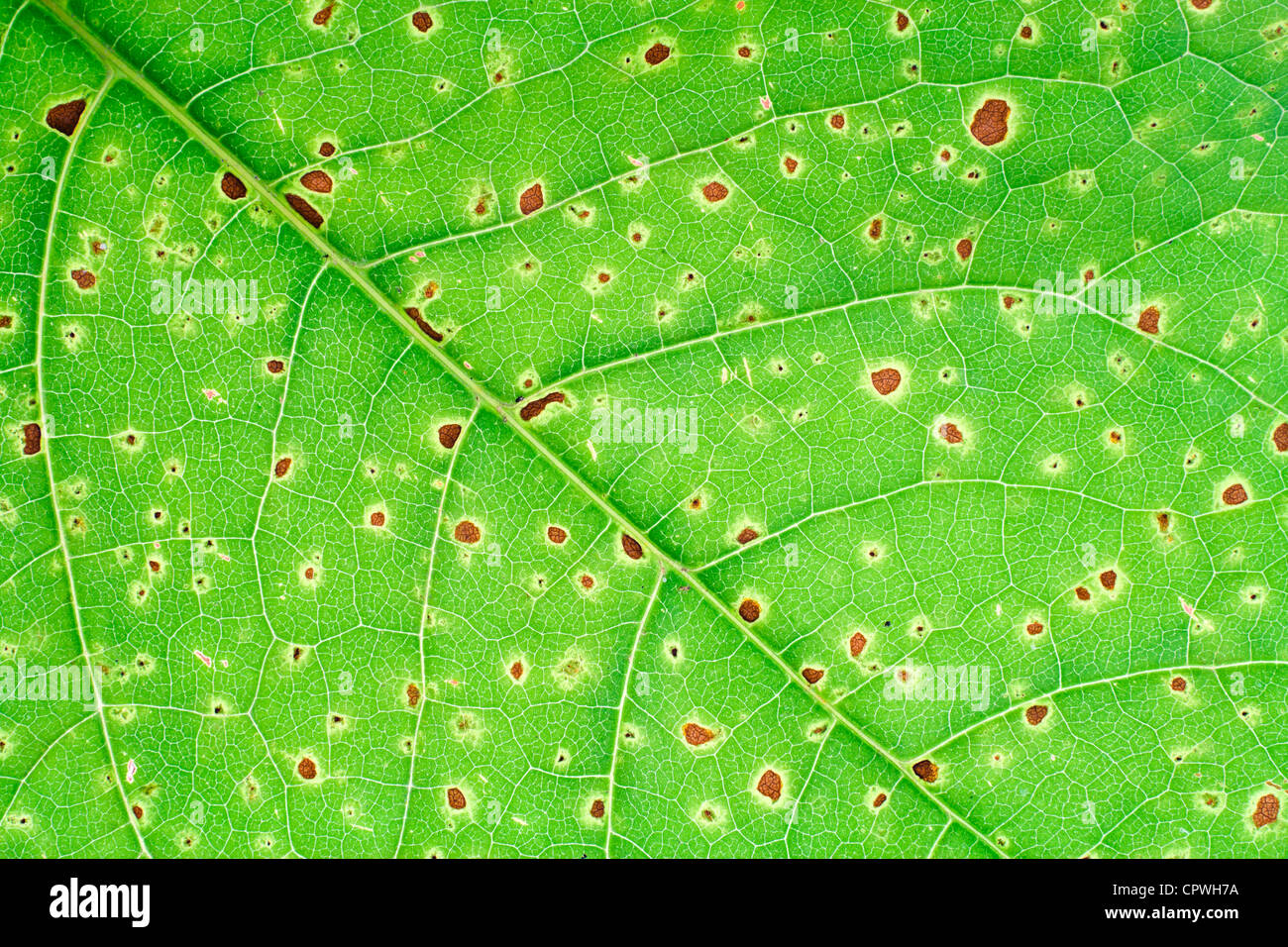 Metastasises of a cancer tumor concept - real green leaf, with stains ...