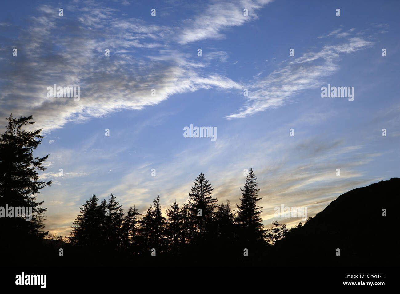 Fir trees silhouetted against an evening sky in Scotland Stock Photo ...