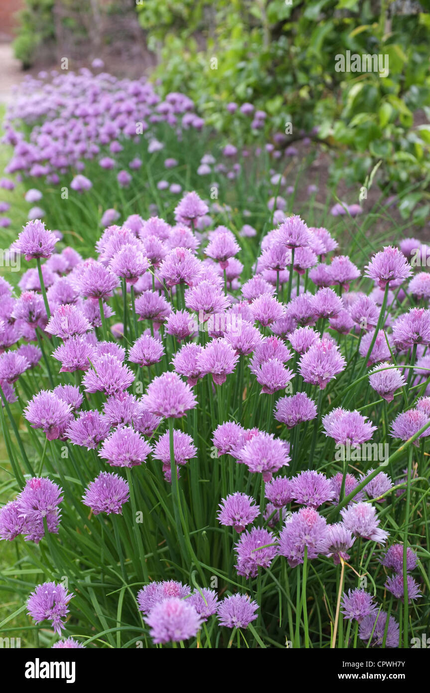 Chives growing in a garden flower border, England, UK Stock Photo - Alamy