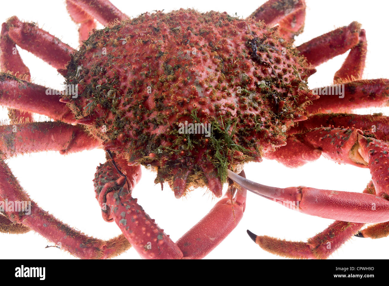 Edible marine decapod crustaceans, rounded, hairy shell and five pairs ...