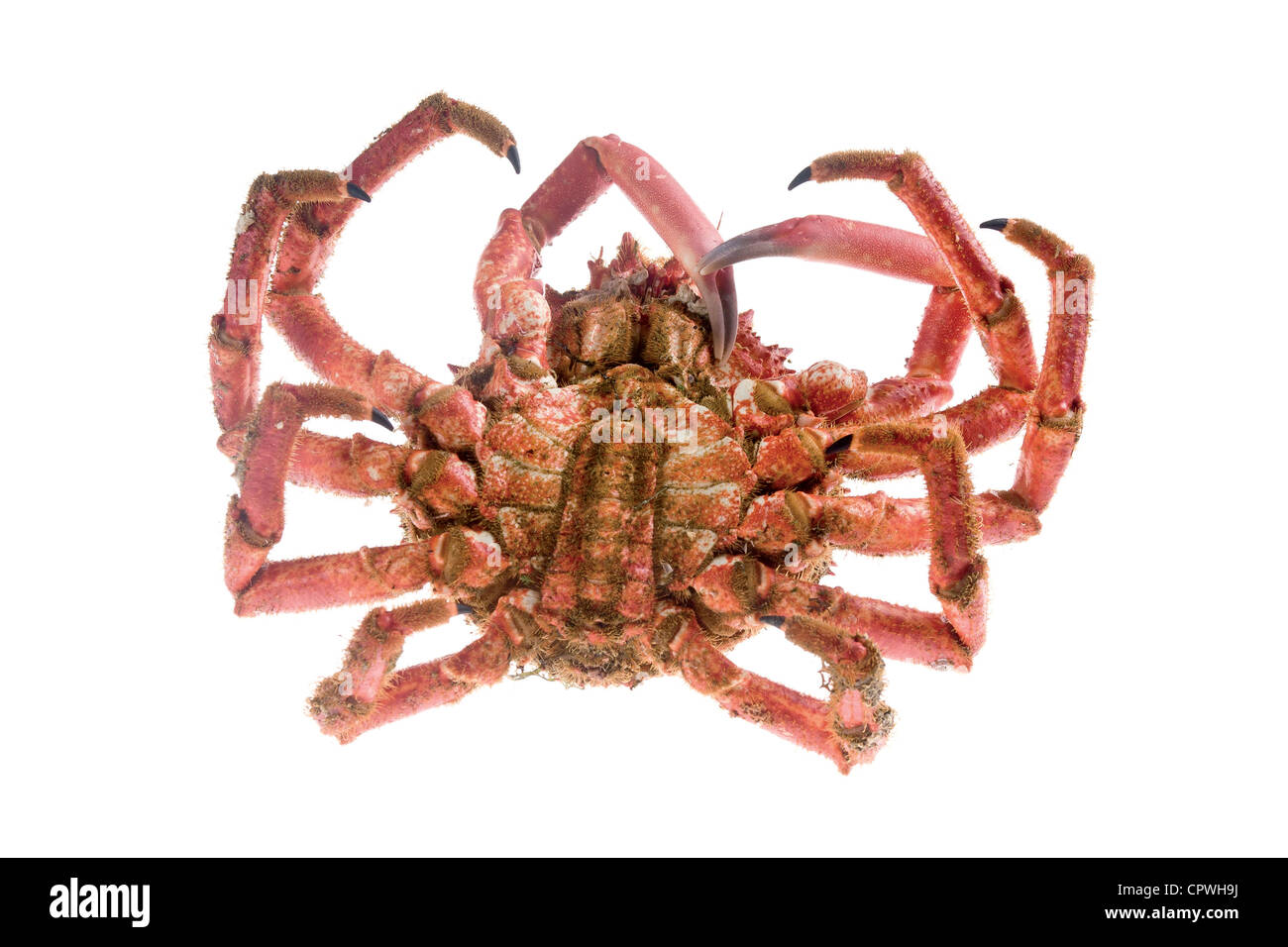 Decapod Crustaceans Stock Photos & Decapod Crustaceans Stock Images - Alamy