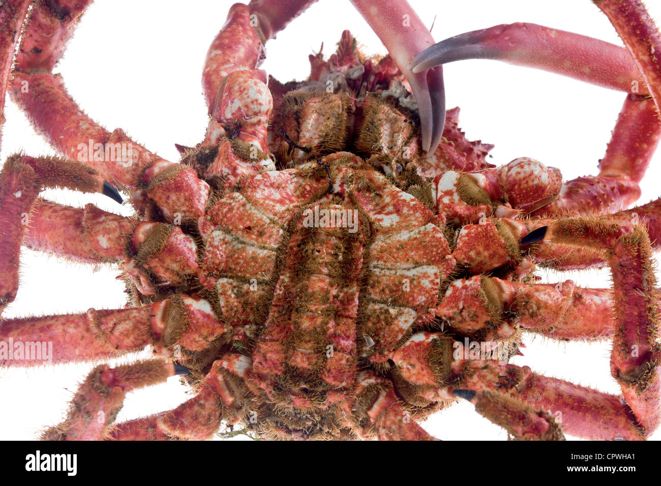 Edible marine decapod crustaceans, rounded, hairy shell and five pairs ...