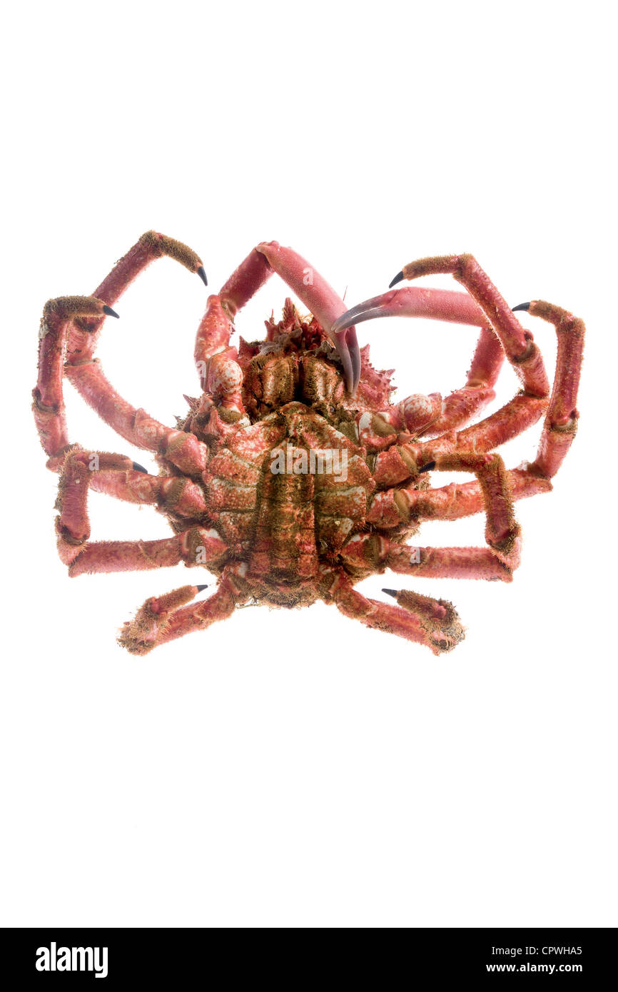 Edible marine decapod crustaceans, rounded, hairy shell and five pairs ...