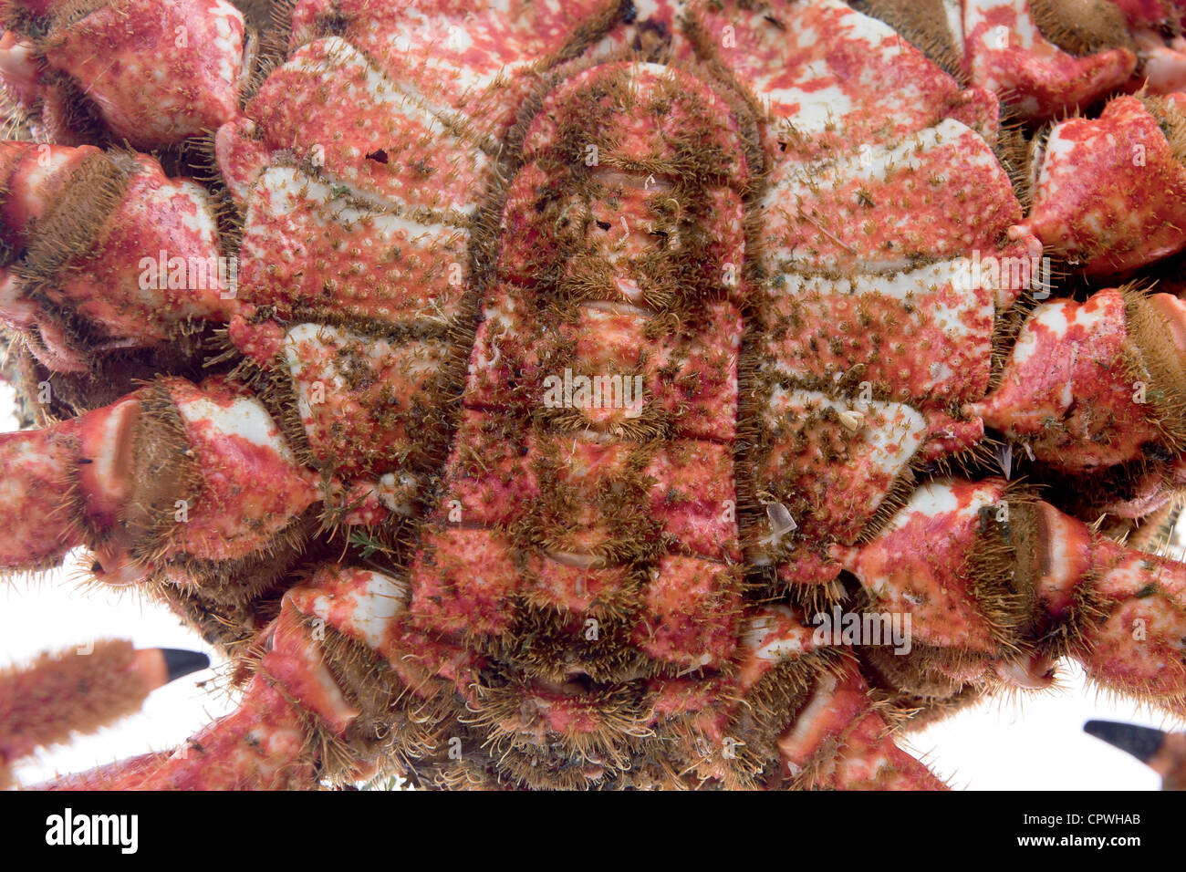 Edible marine decapod crustaceans, rounded, hairy shell and five pairs ...
