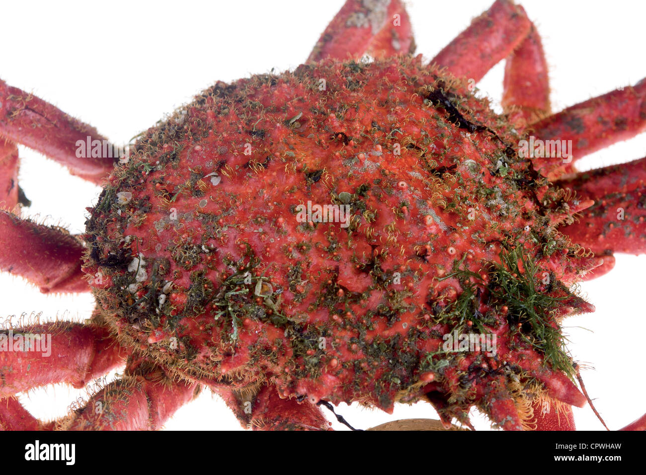 Edible marine decapod crustaceans, rounded, hairy shell and five pairs ...