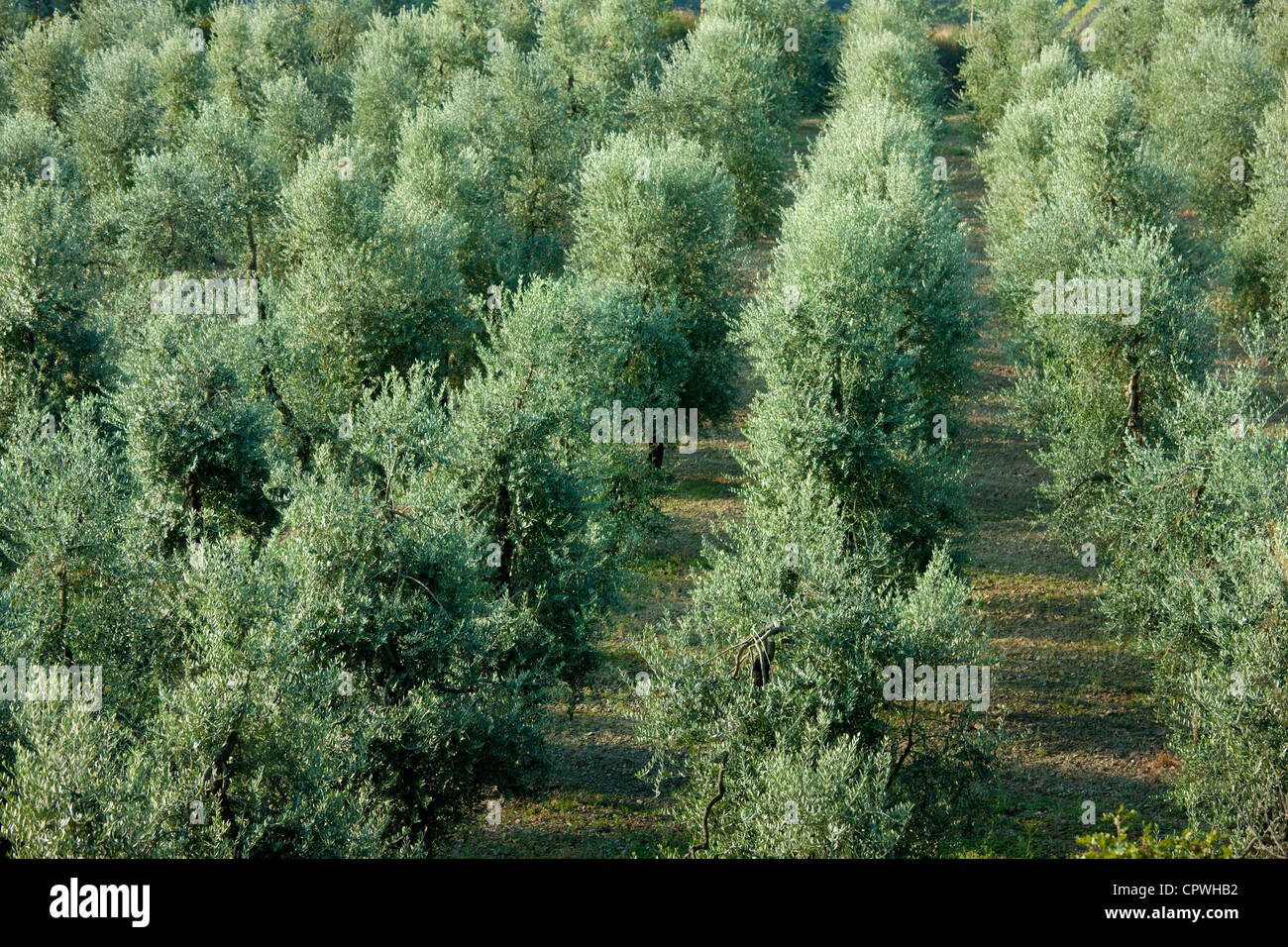 Olive grove of traditional olive trees near Montalcino in Val D'Orcia ...