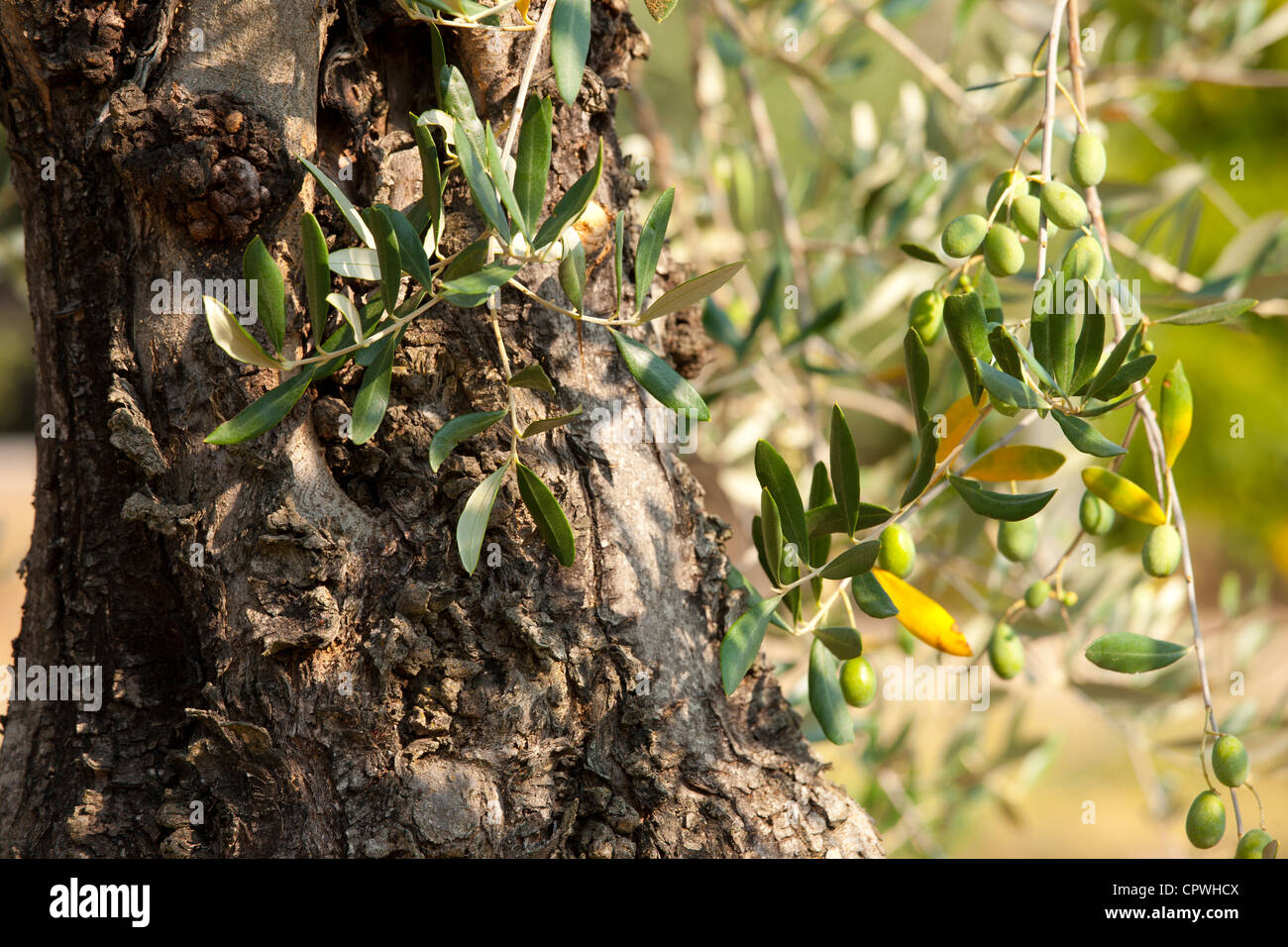 Tuscan olives hi-res stock photography and images - Alamy