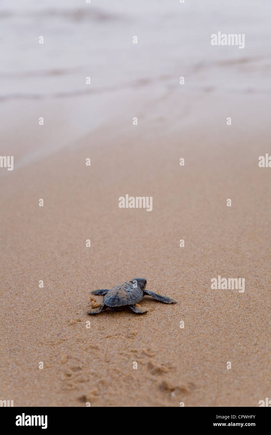 Loggerhead sea turtle hatch hi-res stock photography and images - Alamy