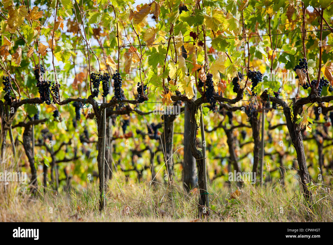 Ripened Brunello grapes, Sangiovese, growing on vines at wine estate of ...