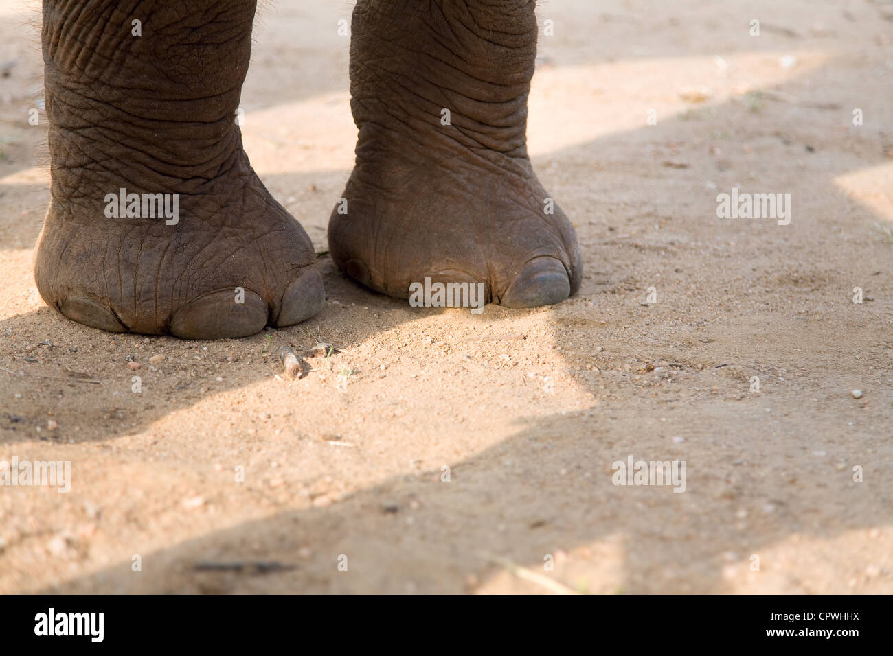 legs of Baby Elephant on road, sri lanka Stock Photo - Alamy