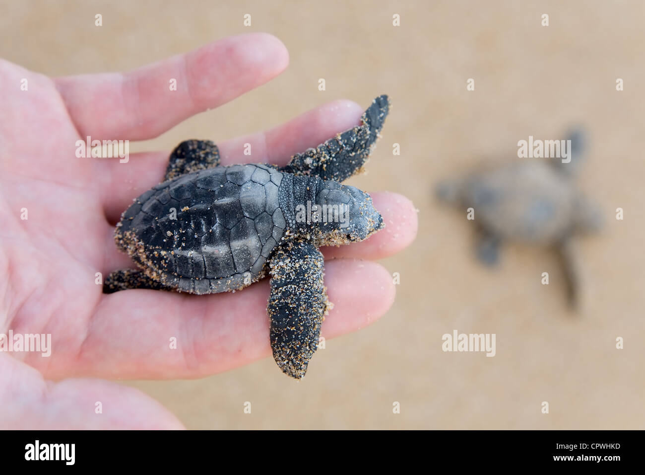 Baby loggerhead turtle caretta caretta hi-res stock photography and ...