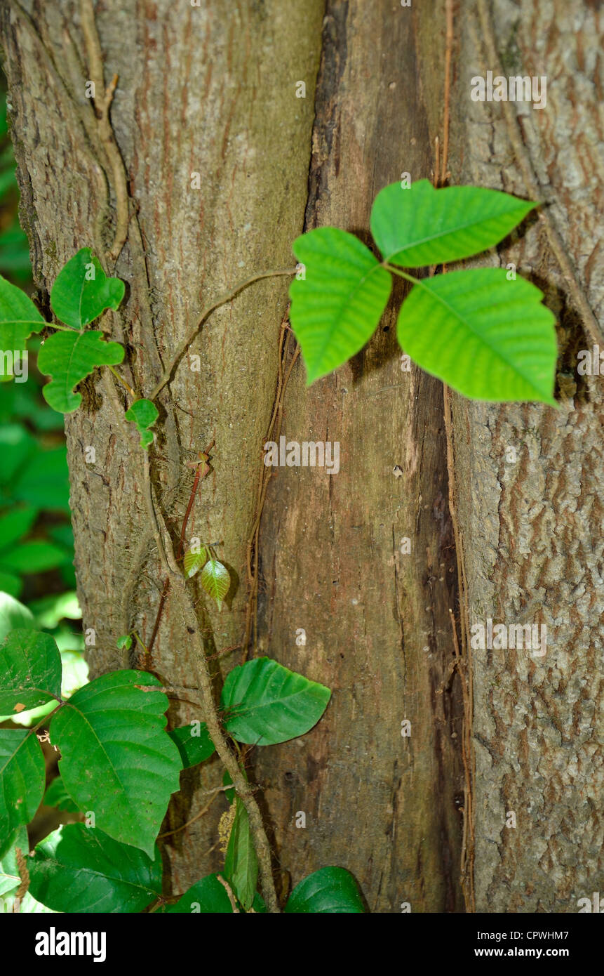 Vine Clinging To Tree High Resolution Stock Photography and Images - Alamy