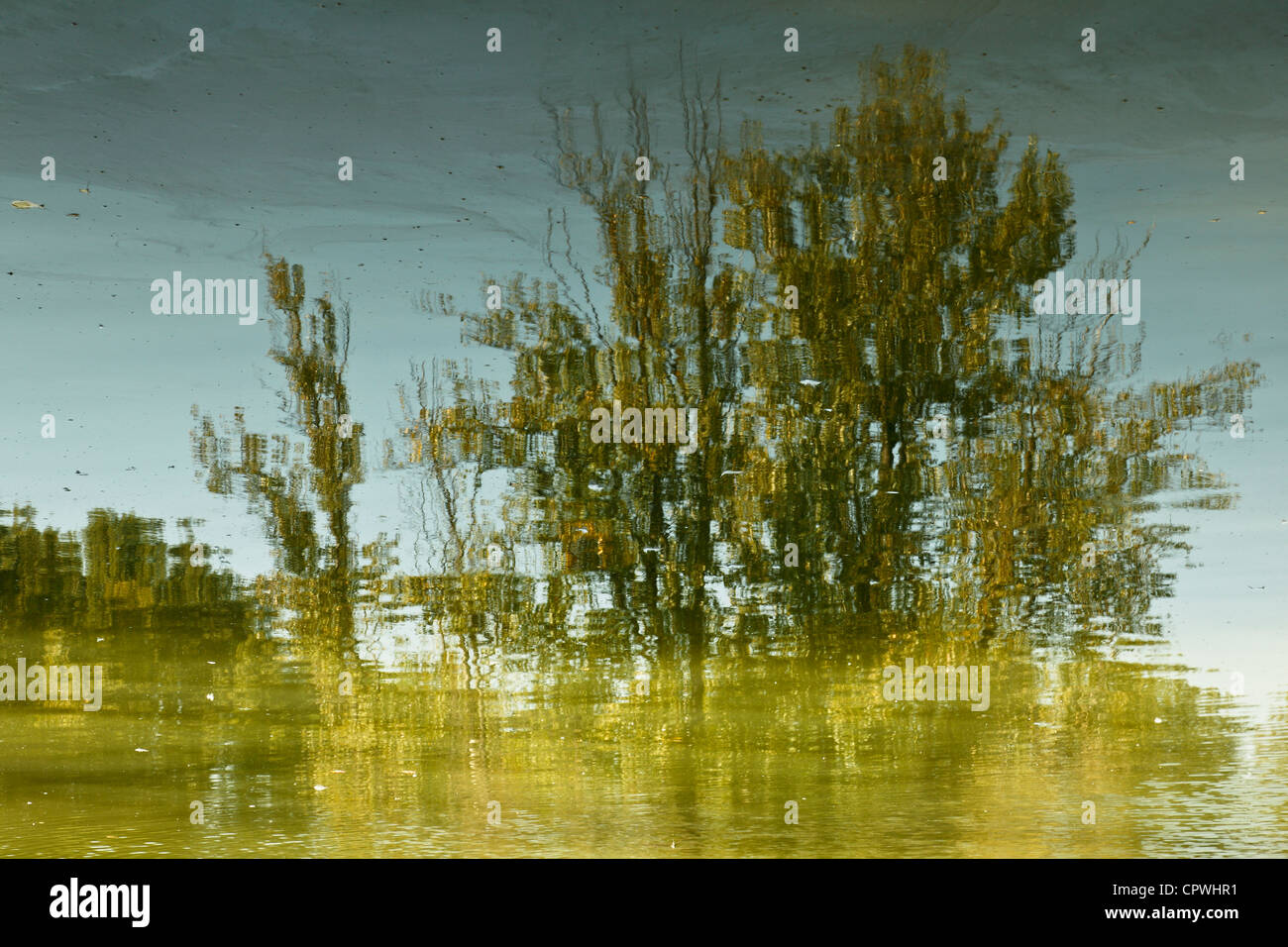 Reflections in the lake Stock Photo - Alamy