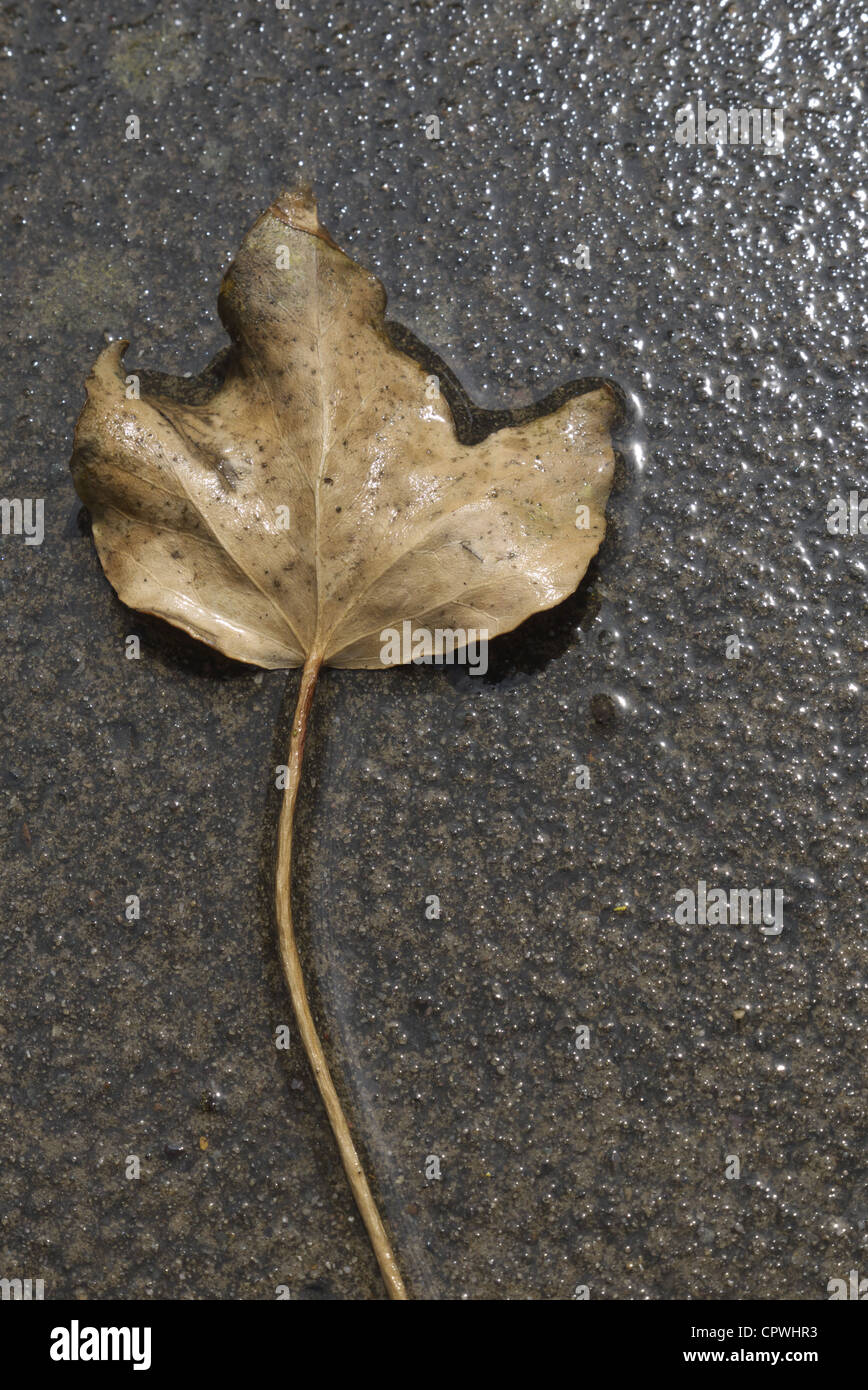 Leaf stuck to a rain soaked ground Stock Photo - Alamy