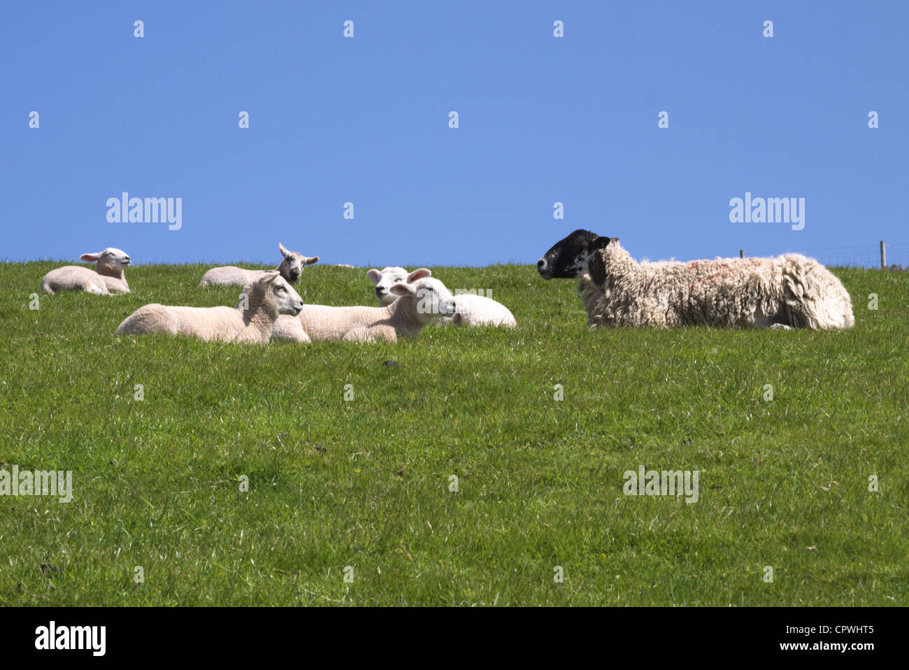 Sheep resting in the sun hi-res stock photography and images - Alamy