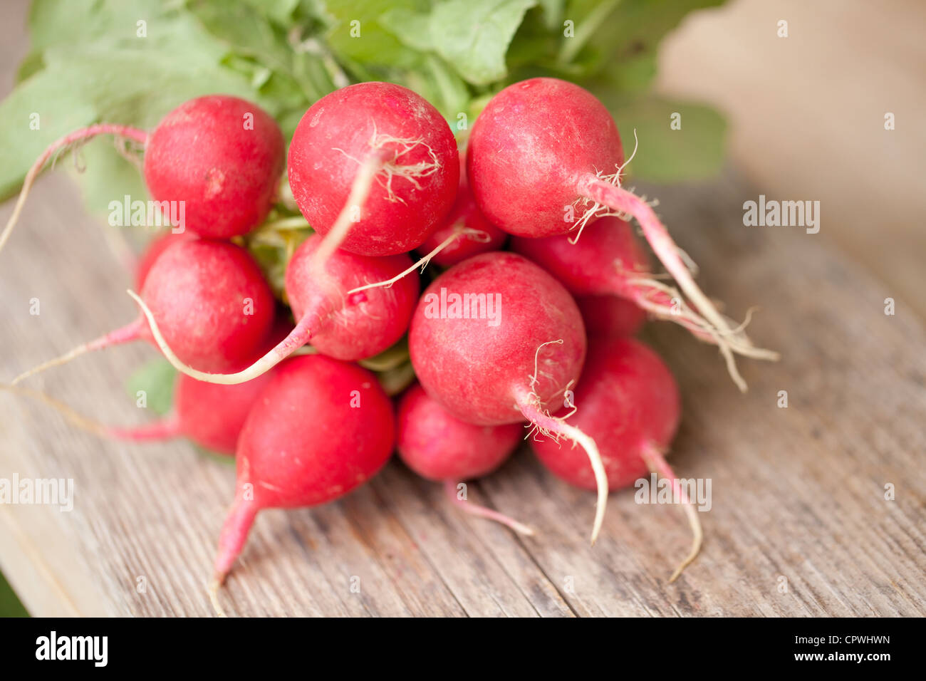 Plank radishes hi-res stock photography and images - Alamy