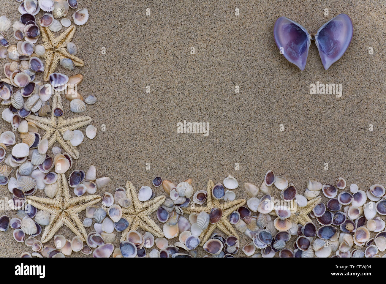Starfish seashells on beach hi-res stock photography and images - Alamy