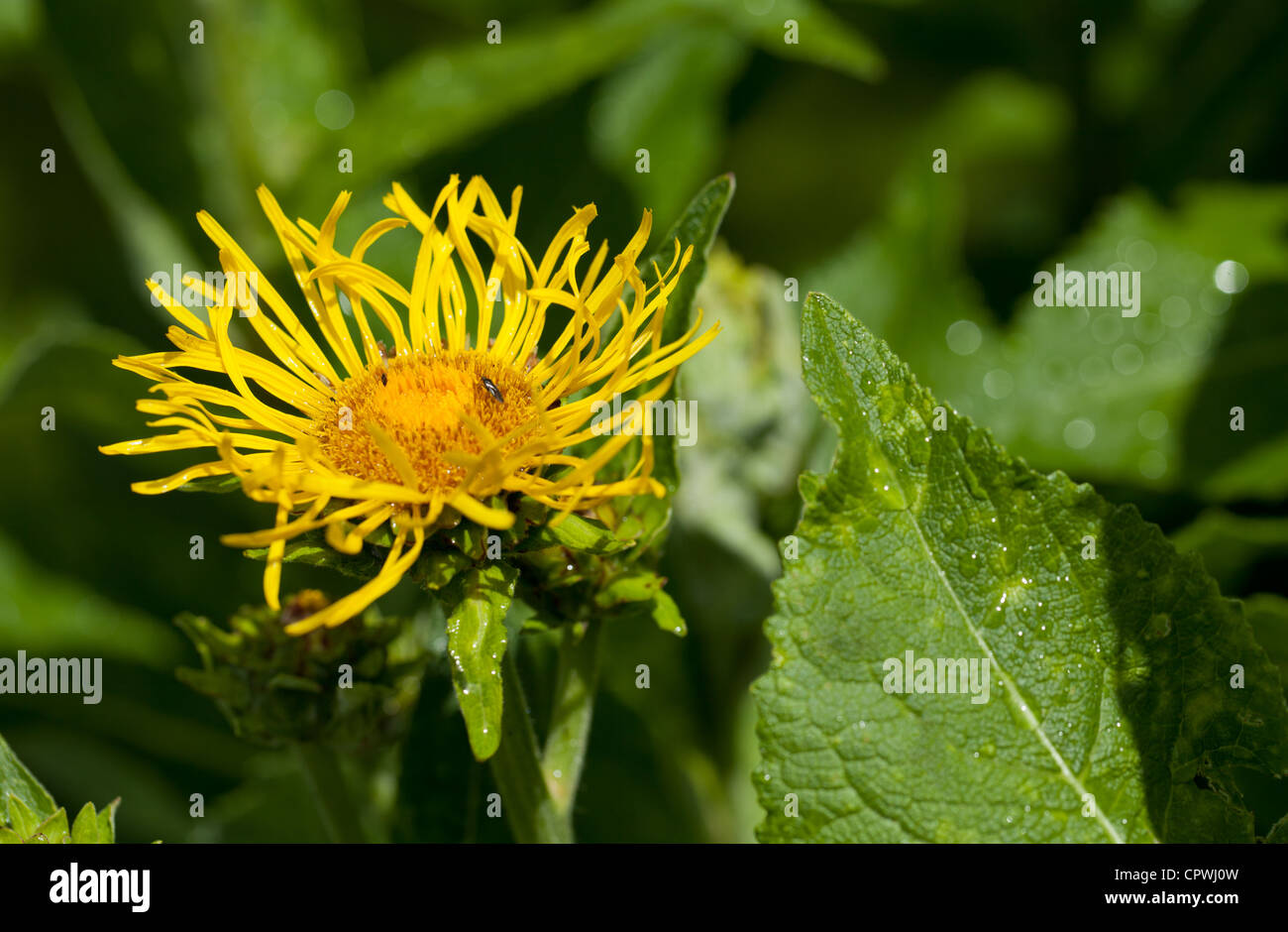 Inula helenium healing plant Stock Photo - Alamy
