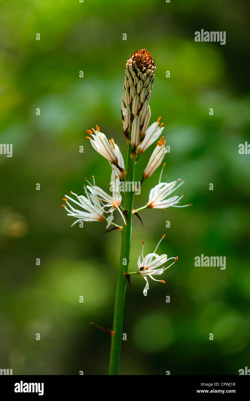 White Asphodel Plant, Asphodelus albus. Flower close up. Pyrenees Stock ...