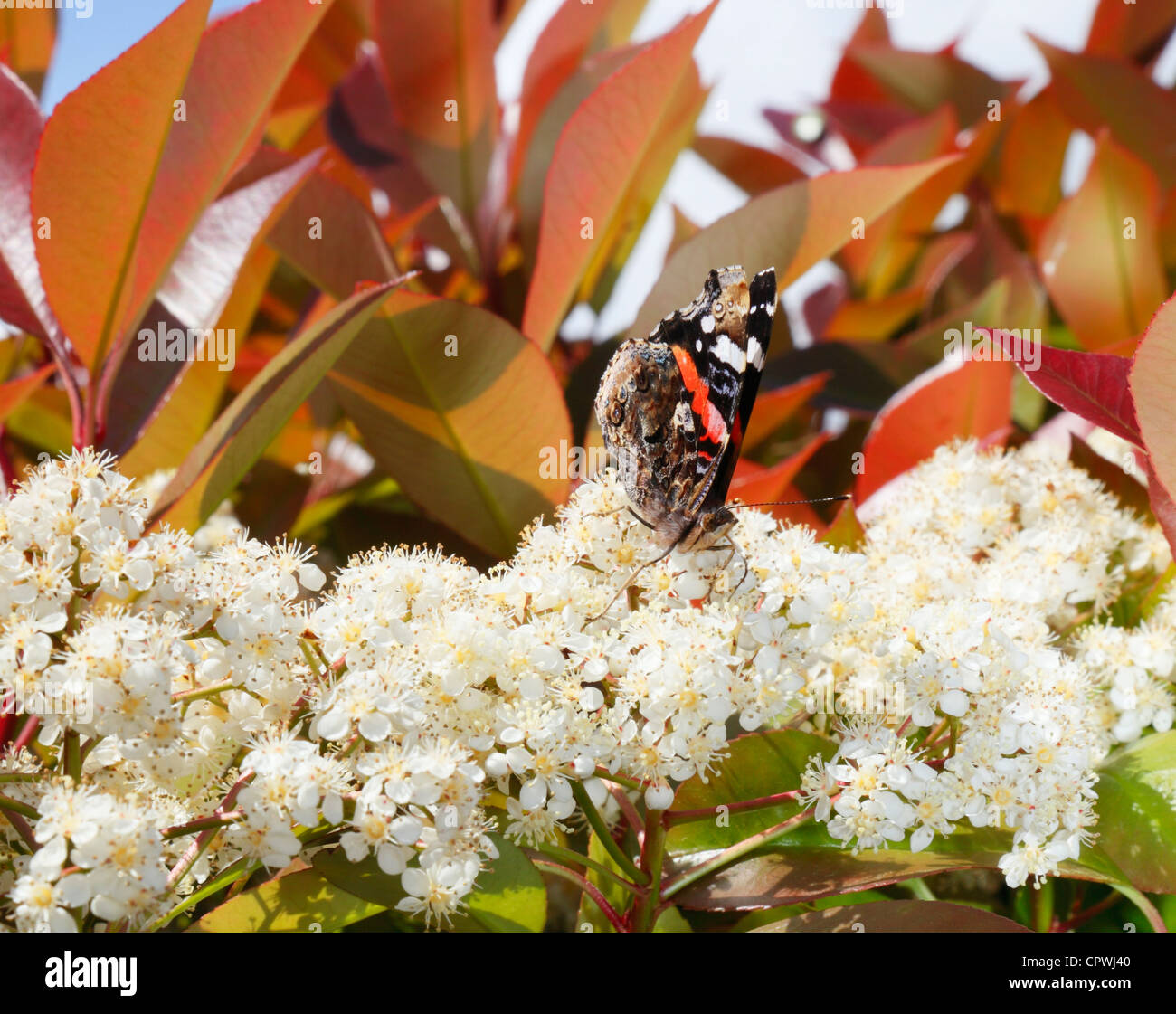 The colors of spring Stock Photo - Alamy
